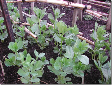 Adelaide Kitchen Gardeners: Planting broad beans
